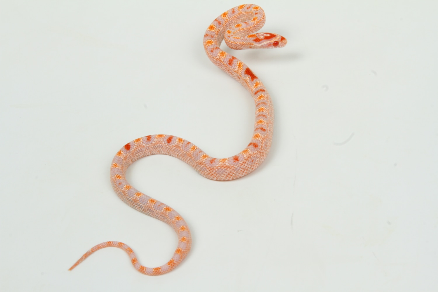 Extreme Reverse Okeetee Corn Snake by TSK, Inc. - MorphMarket