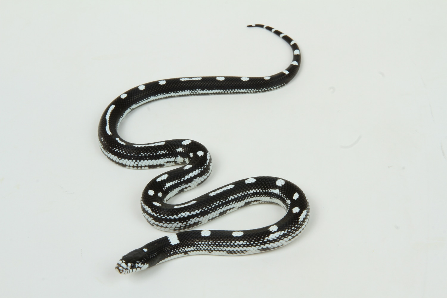 Aberrant California Kingsnake by TSK, Inc. - MorphMarket
