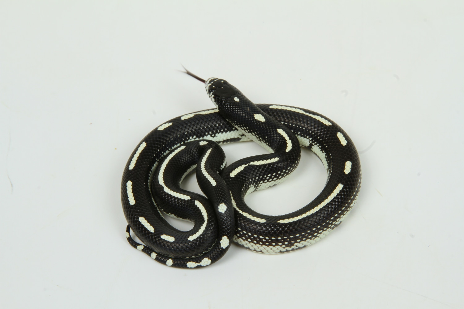 Aberrant California Kingsnake by TSK, Inc. - MorphMarket