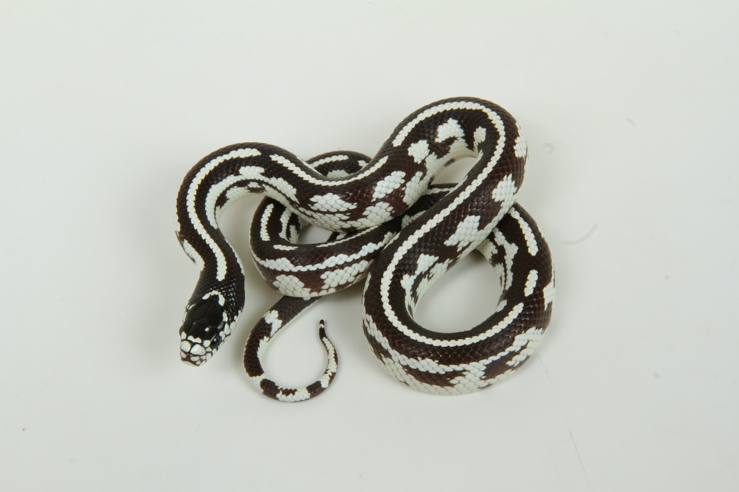 Aberrant California Kingsnake by TSK, Inc. - MorphMarket