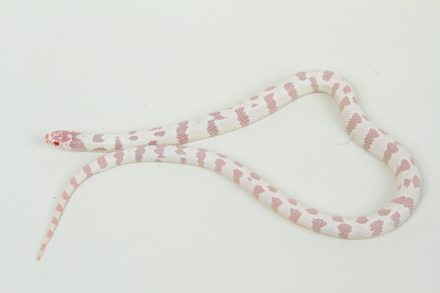 Desert Albino California Kingsnake by TSK, Inc. - MorphMarket