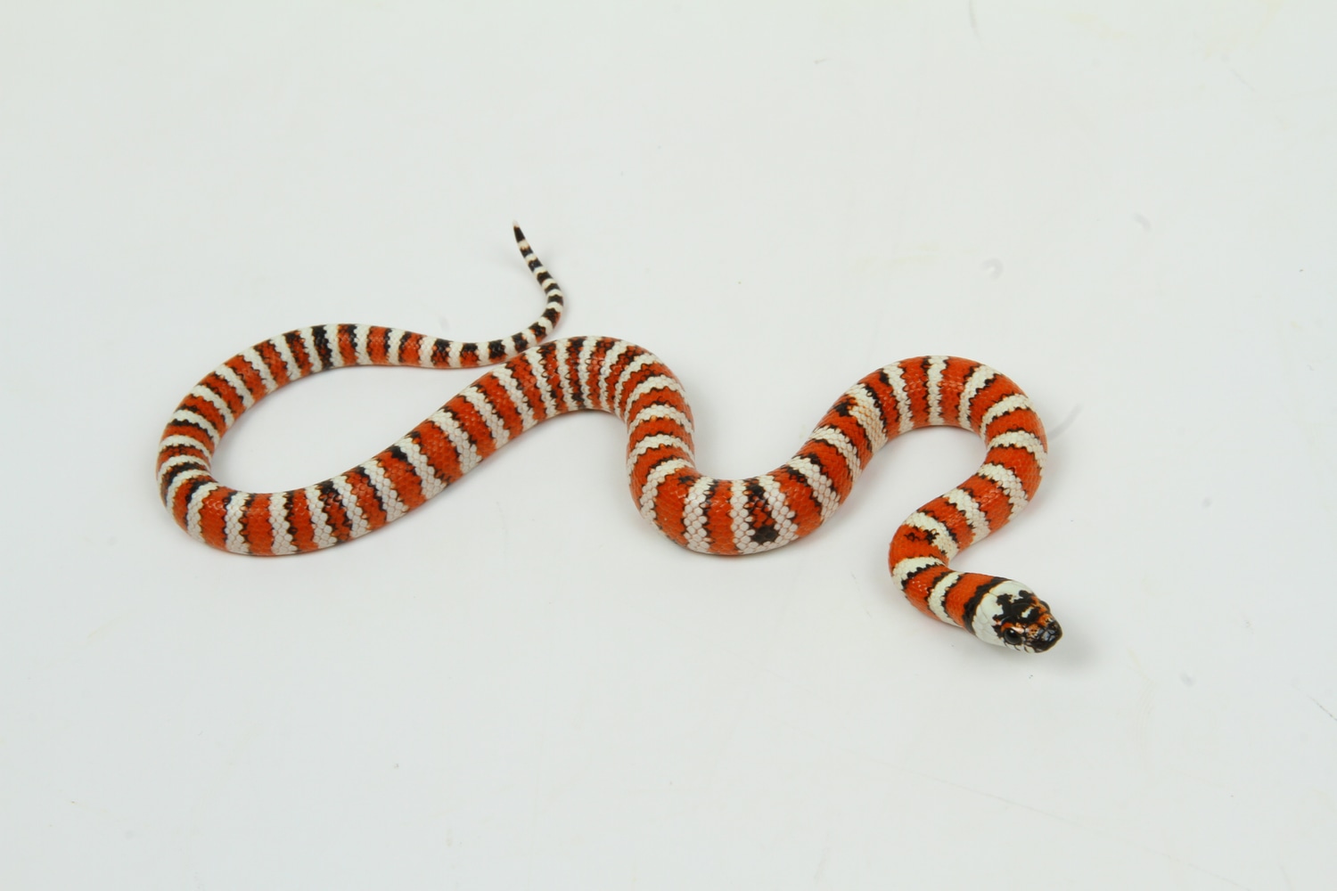 Algama Lampropeltis Zonata Kingsnake by TSK, Inc. - MorphMarket