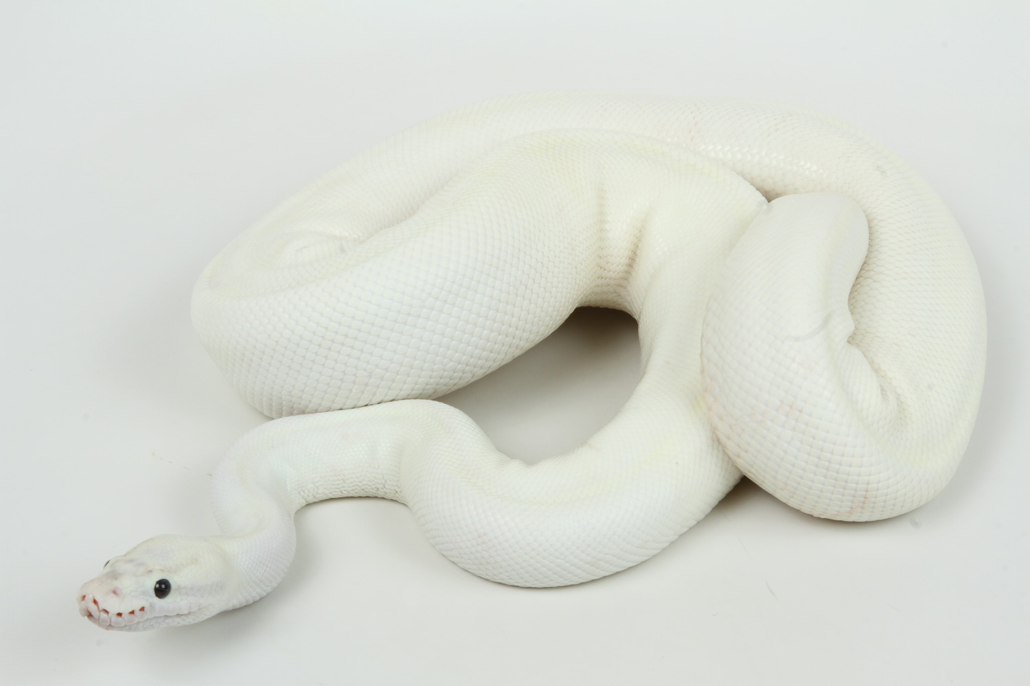 Pastel Ivory Ball Python by TSK, Inc. - MorphMarket