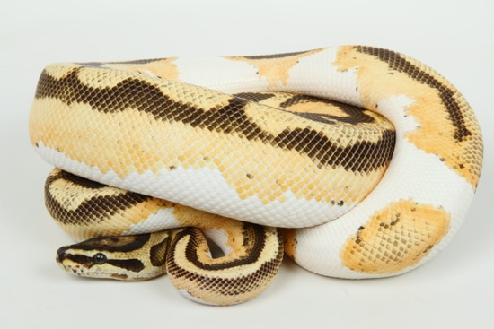 OD YB Enchi Piebald Ball Python by TSK, Inc.