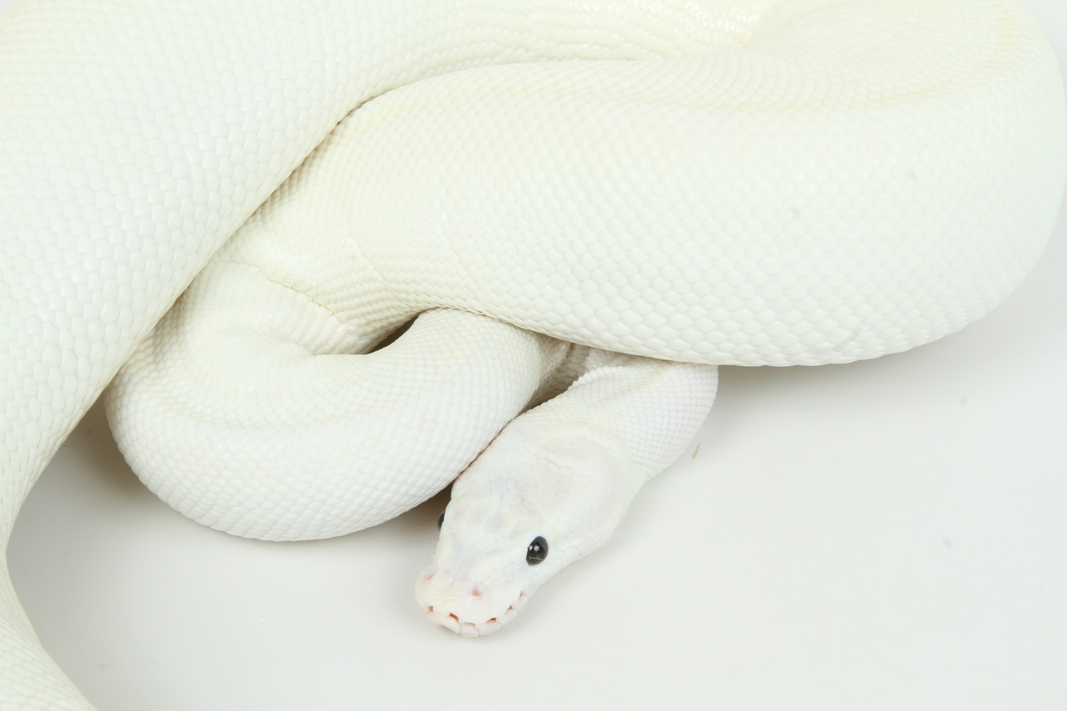 Ivory Ball Python by TSK, Inc. - MorphMarket