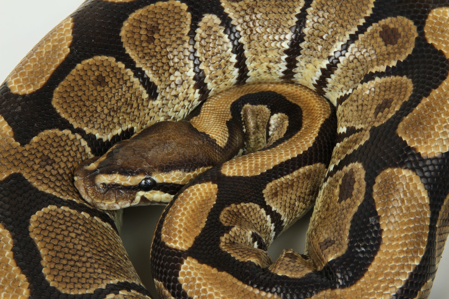 DBH Albino Tristripe Ball Python by TSK, Inc. - MorphMarket