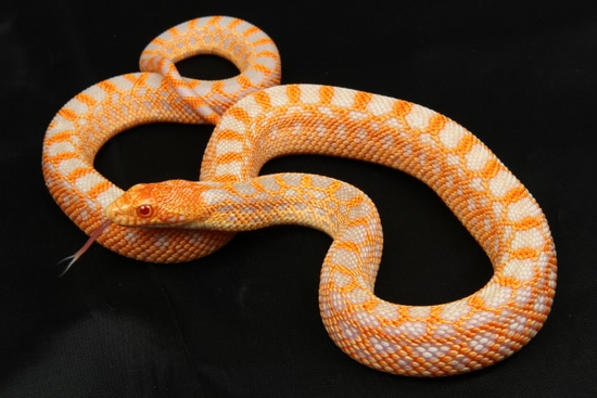 Red Albino Bullsnake by TSK, Inc.