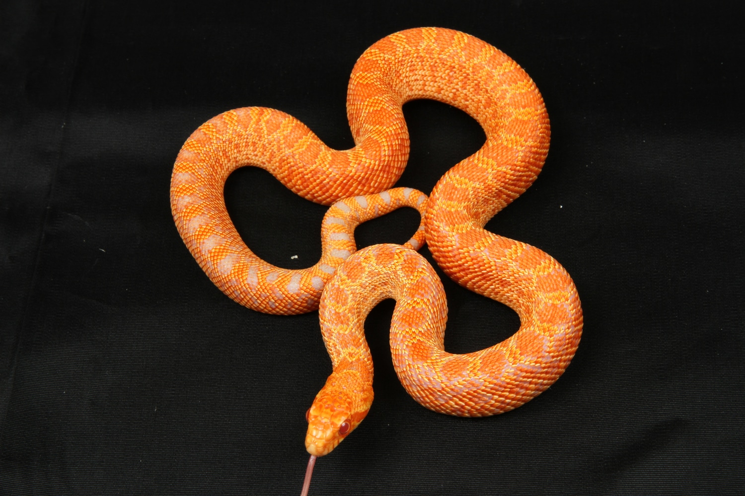 Red Albino Bullsnake by TSK, Inc. - MorphMarket