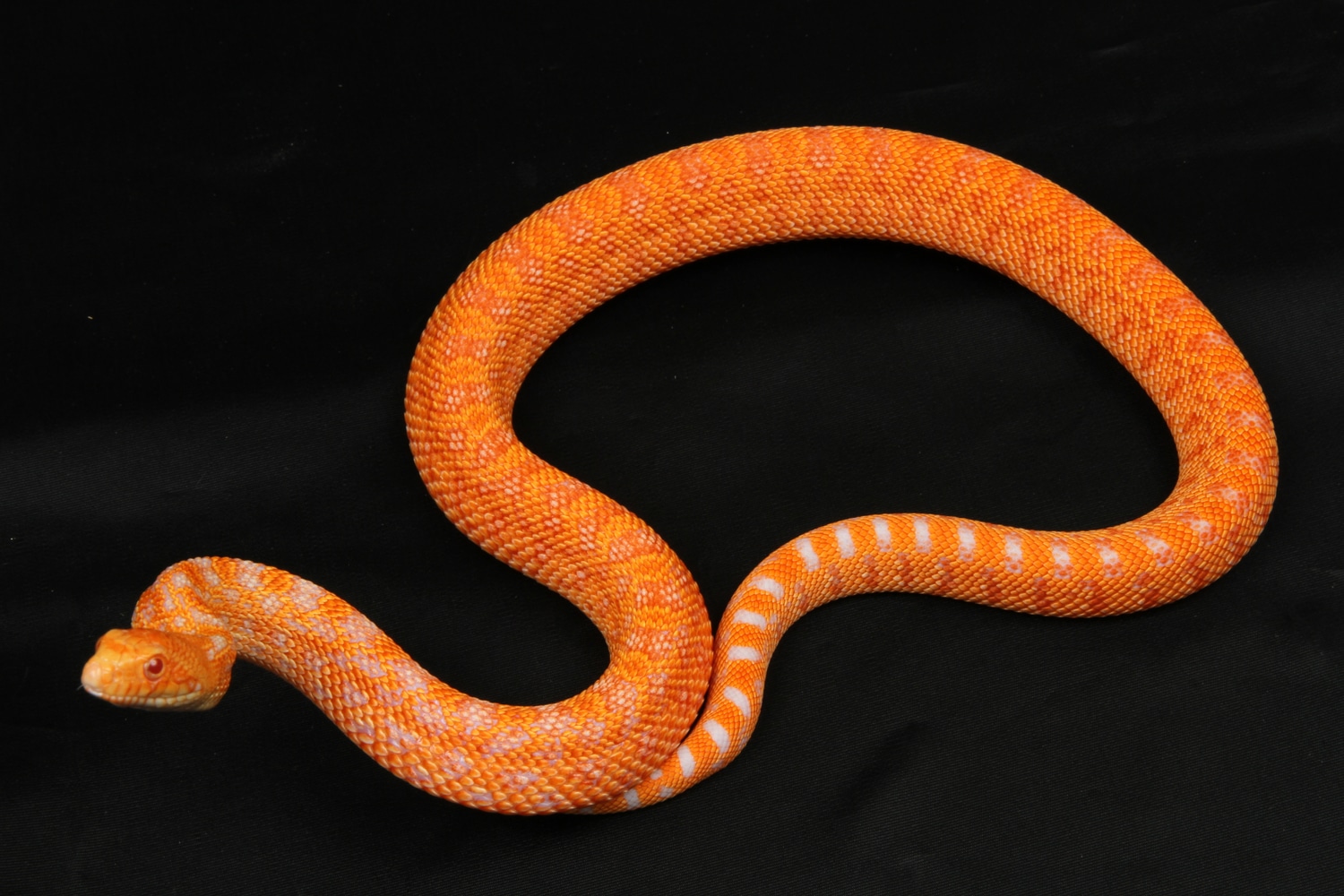 Red Albino Bullsnake by TSK, Inc. - MorphMarket