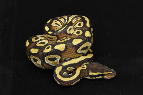Mojave Het TSK Axanthic Ball Python by TSK, Inc.
