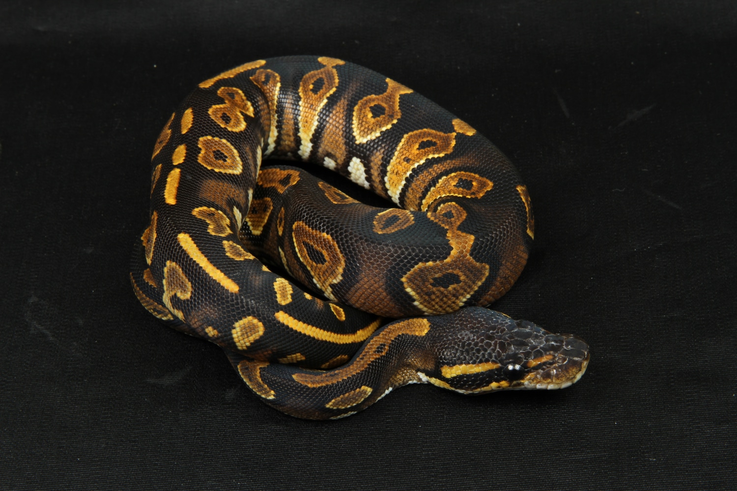 Black Head Ball Python by TSK, Inc. - MorphMarket