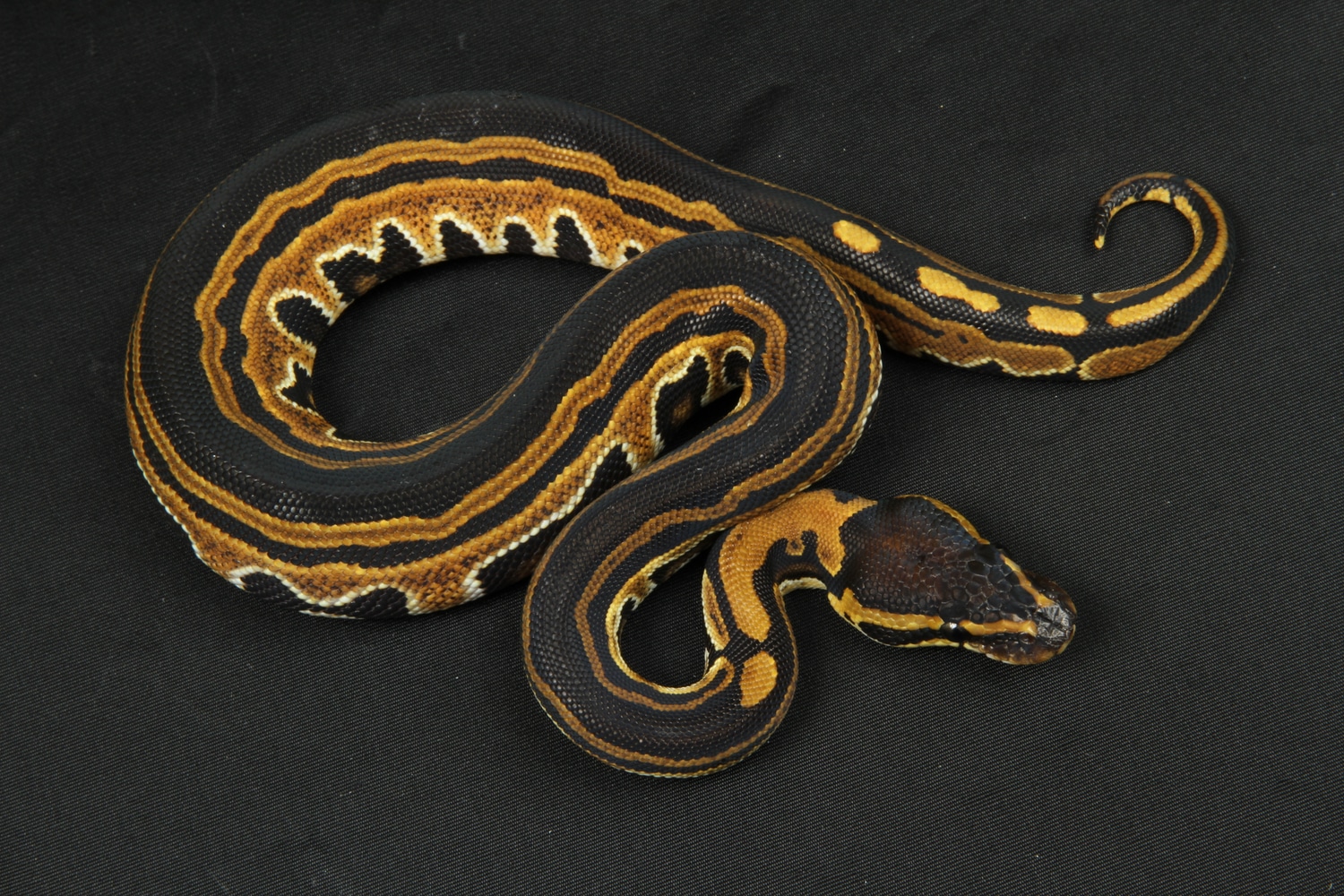 Tristripe Het Lavender Ball Python by TSK, Inc. - MorphMarket