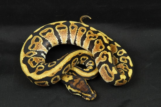 Spotnose DH TSK Axanthic Clown Ball Python by TSK, Inc.