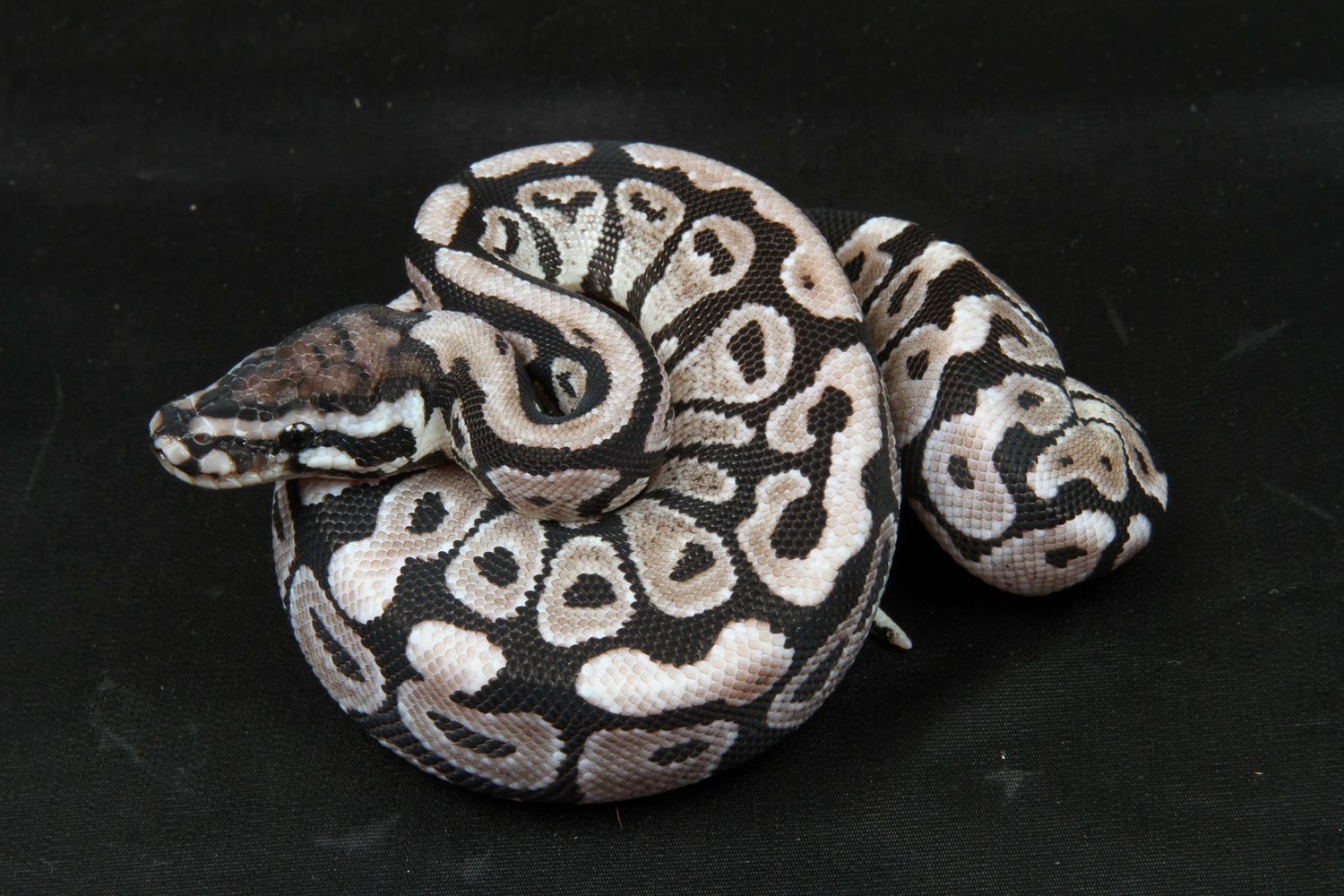 TSK Axanthic Spotnose Het Clown Ball Python by TSK, Inc. - MorphMarket