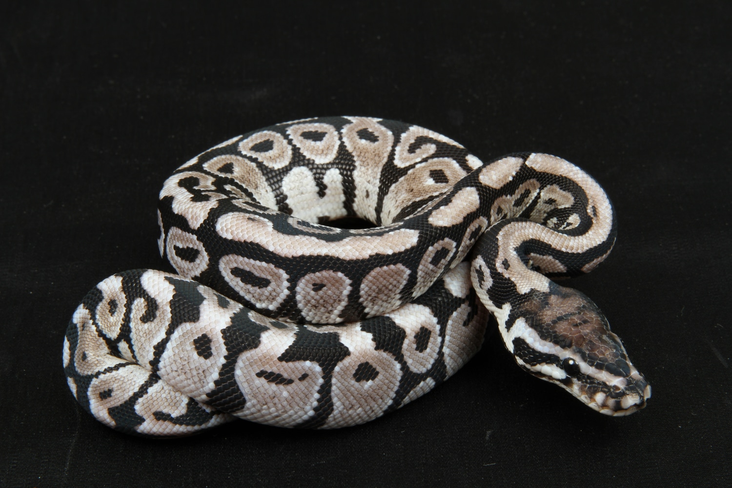 TSK Axanthic Spotnose Het Clown Ball Python by TSK, Inc. - MorphMarket