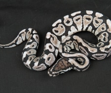 TSK Axanthic Spotnose Het Clown Ball Python by TSK, Inc. - MorphMarket