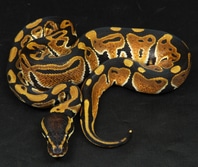 Lavender Tristripe Ball Python by TSK, Inc. - MorphMarket
