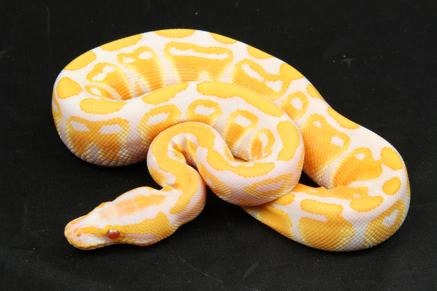 Lavender Het Tristripe Ball Python by TSK, Inc. - MorphMarket