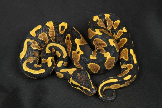 YB/Gravel Het Piebald Ball Python by TSK, Inc.