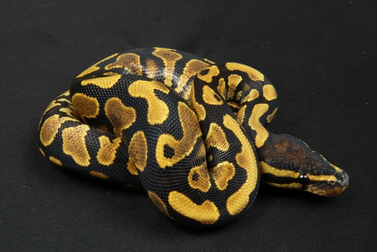 YB/Gravel Het Piebald Ball Python by TSK, Inc.