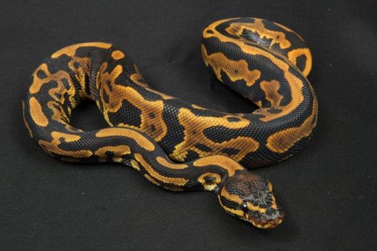 Leopard YB/Gravel Het Piebald Ball Python by TSK, Inc.