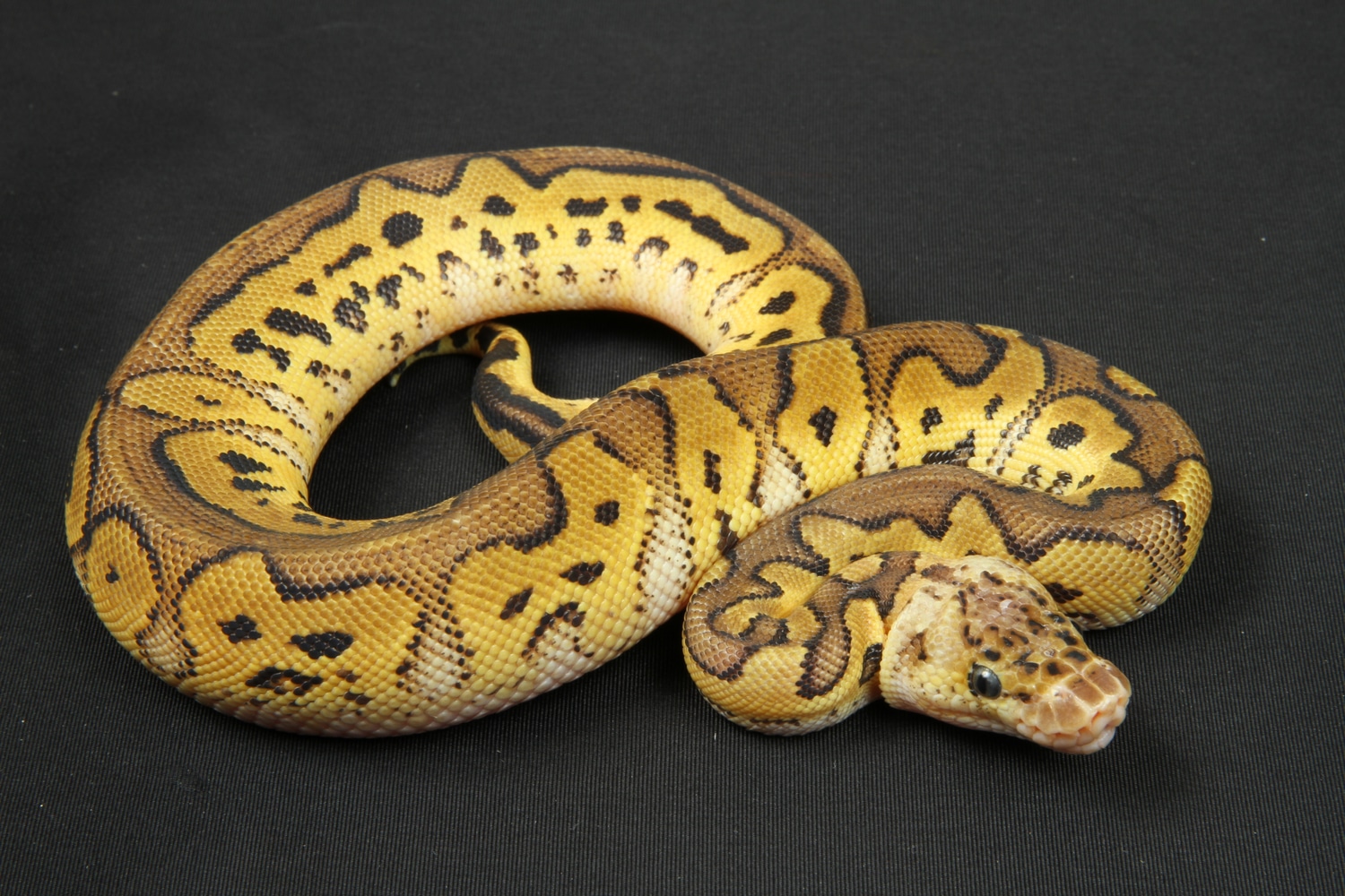 Pastel Clown Het Piebald Ball Python by TSK, Inc. - MorphMarket
