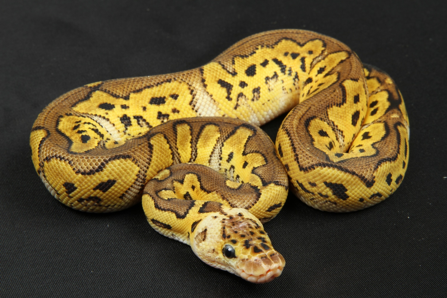 Pastel Clown Het Piebald Ball Python by TSK, Inc. - MorphMarket