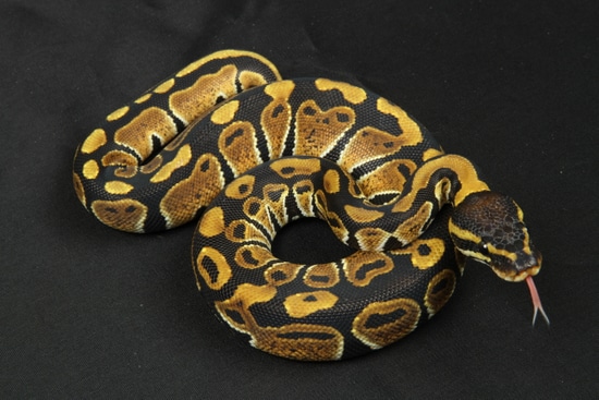 Het Tristripe Ball Python by TSK, Inc.