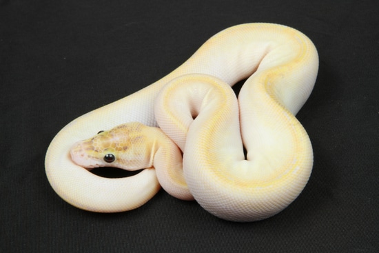 Ivory Ball Python by TSK, Inc.