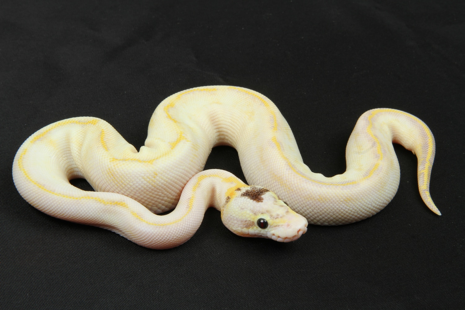 Pastel Ivory Ball Python by TSK, Inc. - MorphMarket