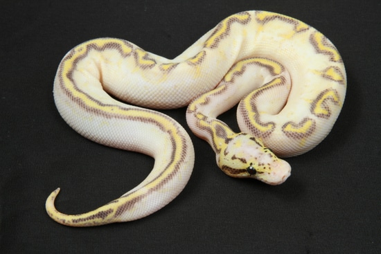 Pastel Spotnose Highway Ball Python by TSK, Inc.