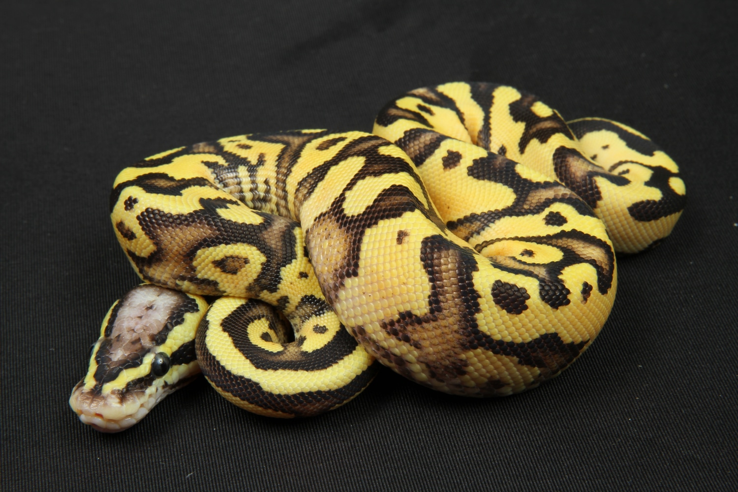 Pastel Fire Ball Python by TSK, Inc. - MorphMarket