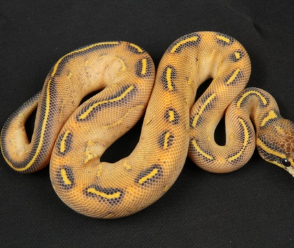 Piebald Clown Ball Python by TSK, Inc. - MorphMarket