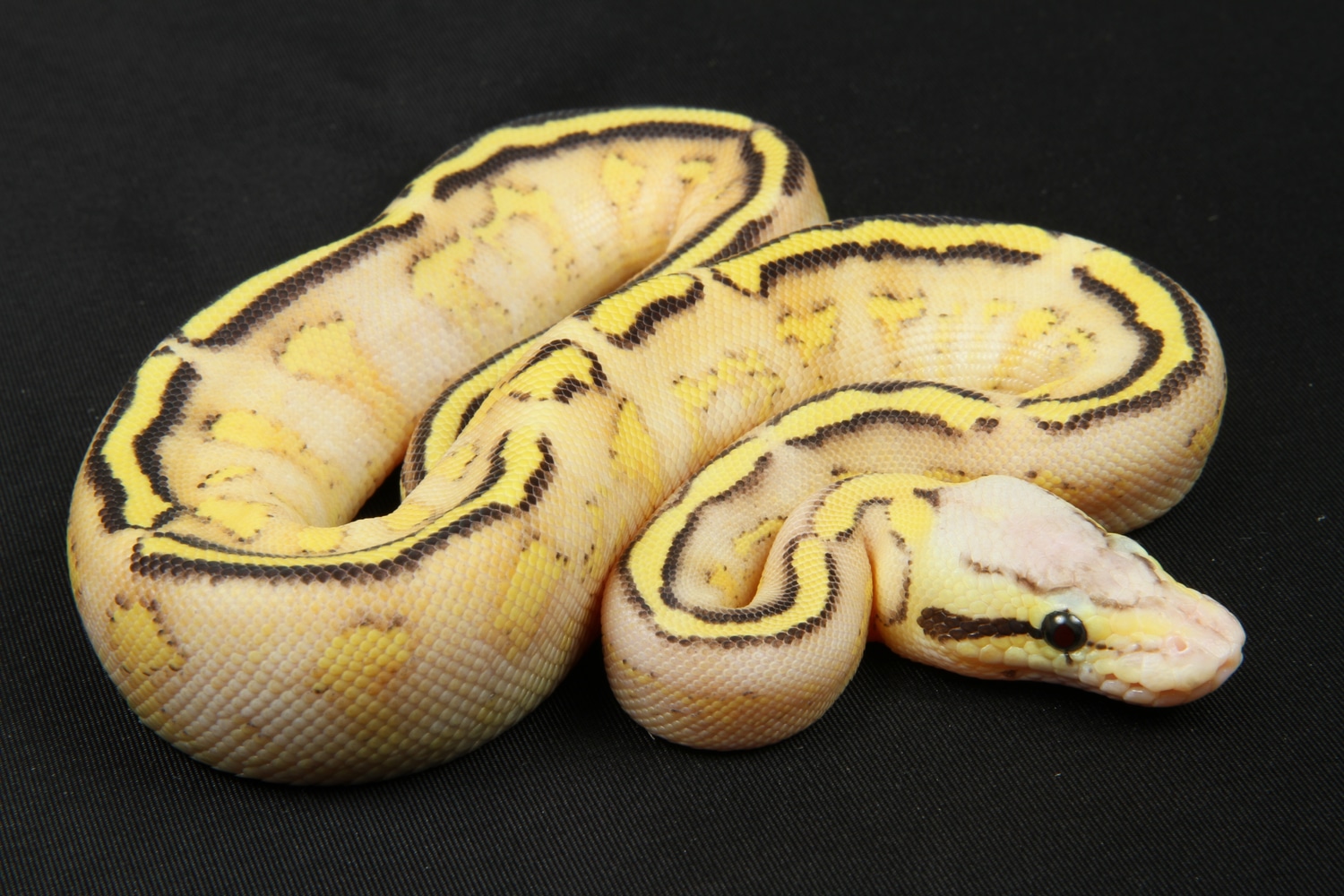 Pastel Bypass (Gravel Spark) Ball Python by TSK, Inc. - MorphMarket