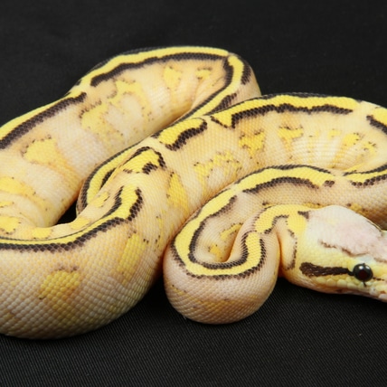 Piebald Clown Ball Python by TSK, Inc. - MorphMarket