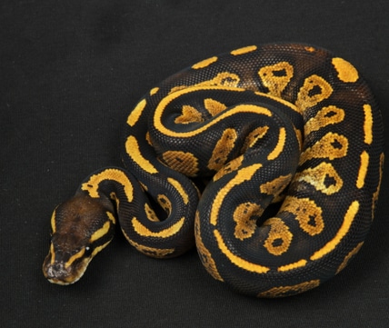 Lavender Tristripe Ball Python by TSK, Inc. - MorphMarket