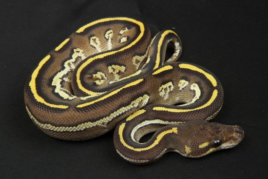 Black Head Fire Mojave Ball Python by TSK, Inc.