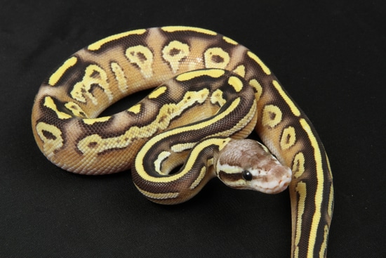Pastel Fire Mojave Ball Python by TSK, Inc.