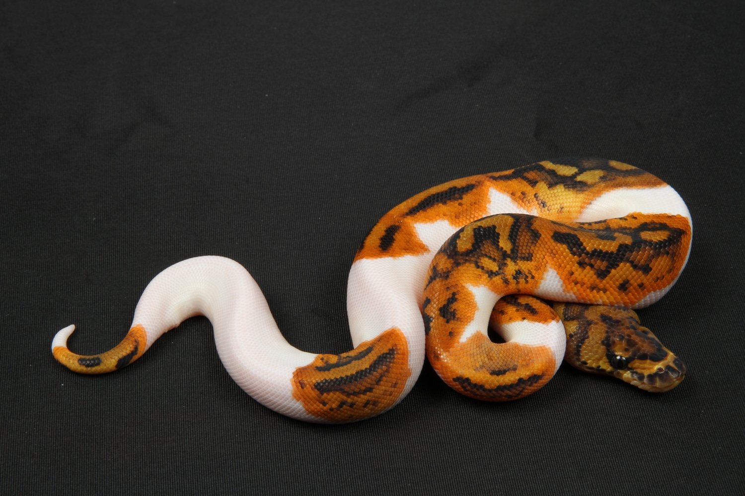 Piebald Clown Ball Python by TSK, Inc. - MorphMarket