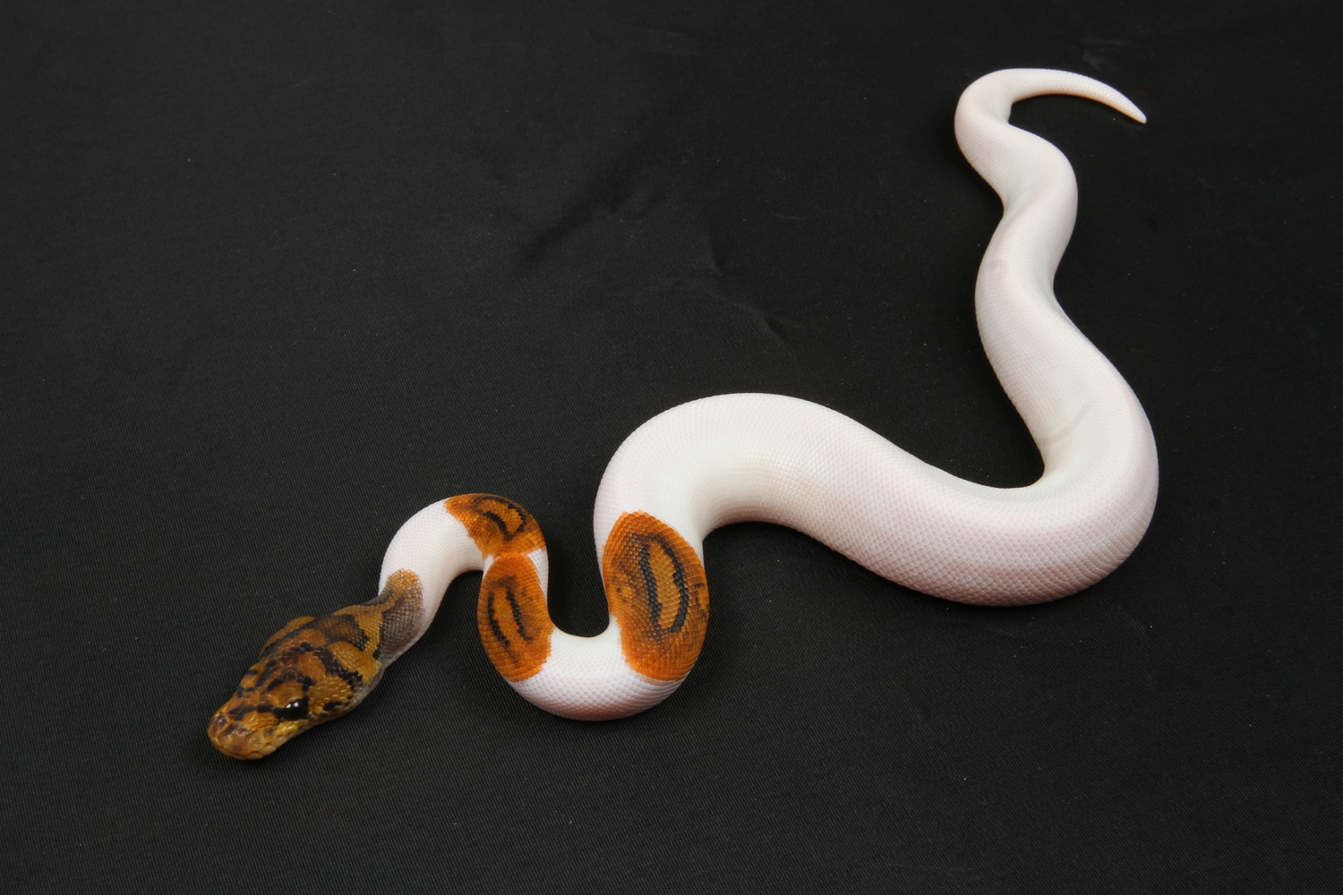 Piebald Clown Ball Python by TSK, Inc. - MorphMarket