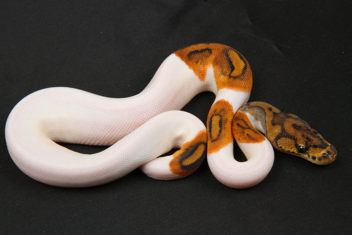 Piebald Clown Ball Python by TSK, Inc. - MorphMarket