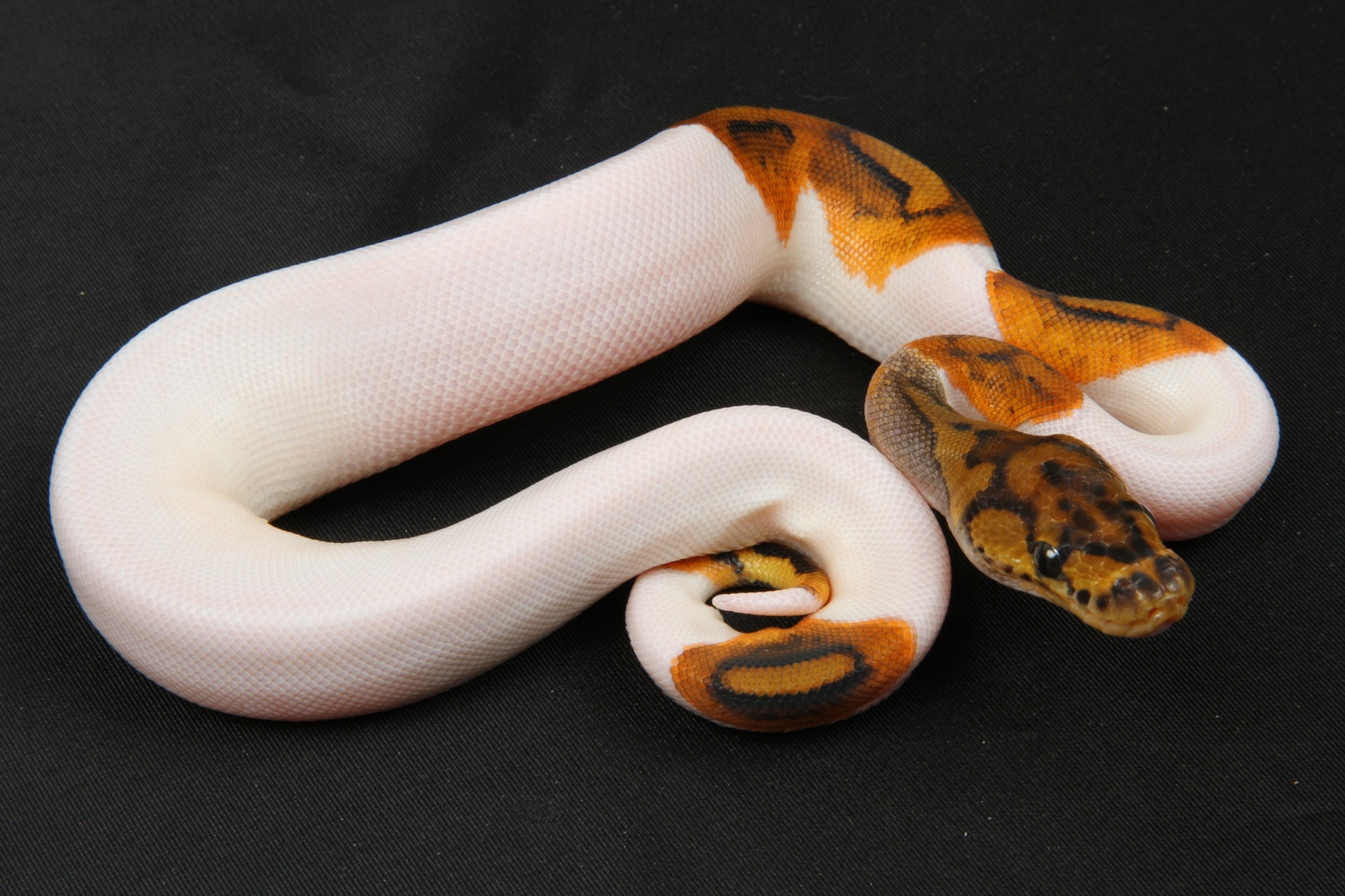 Piebald Clown Ball Python by TSK, Inc. - MorphMarket