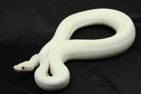 Pastel Ivory Ball Python by TSK, Inc.