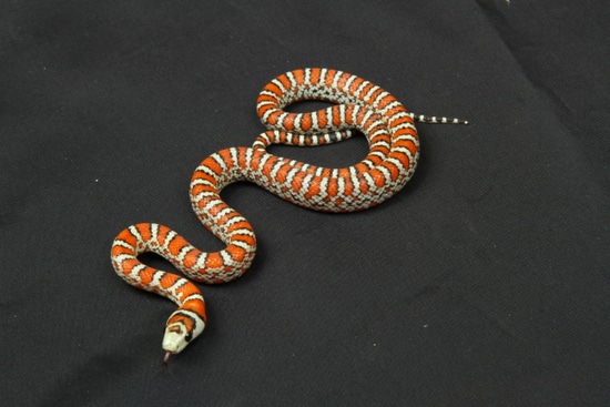 Knoblochi Chihuahua Mountain Kingsnake by TSK, Inc.