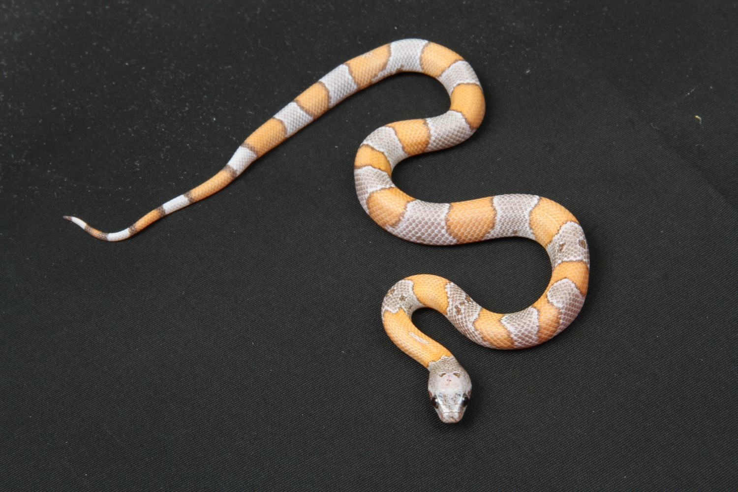 Hypo Black Gap Gray-banded Kingsnake by TSK, Inc. - MorphMarket