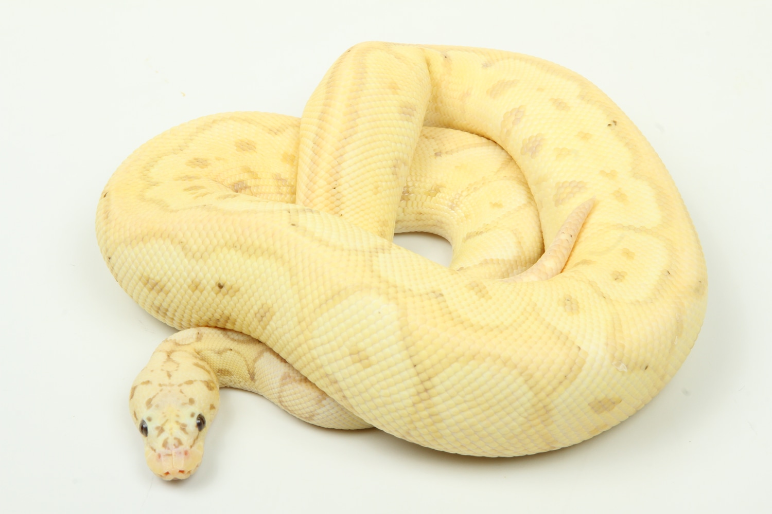 Pastel Banana Clown Ball Python by TSK, Inc. - MorphMarket