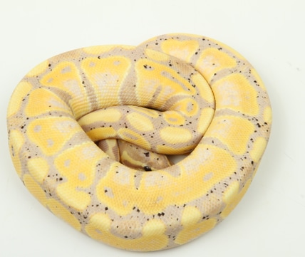 Pastel Banana Leopard Spotnose Ball Python by TSK, Inc. - MorphMarket