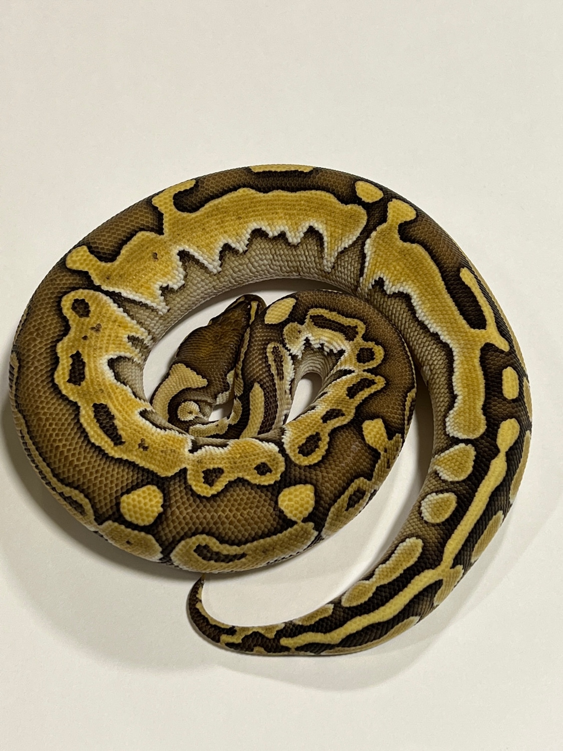 Lesser Xyngular Het Clown Ball Python by TSK, Inc. - MorphMarket