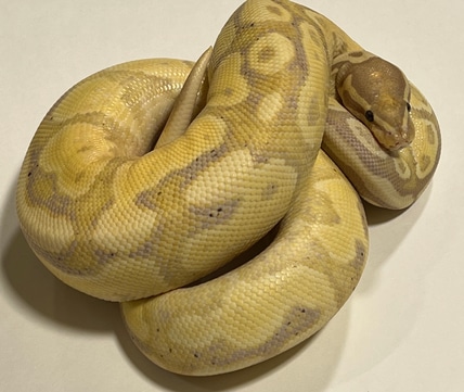Piebald Clown Ball Python by TSK, Inc. - MorphMarket