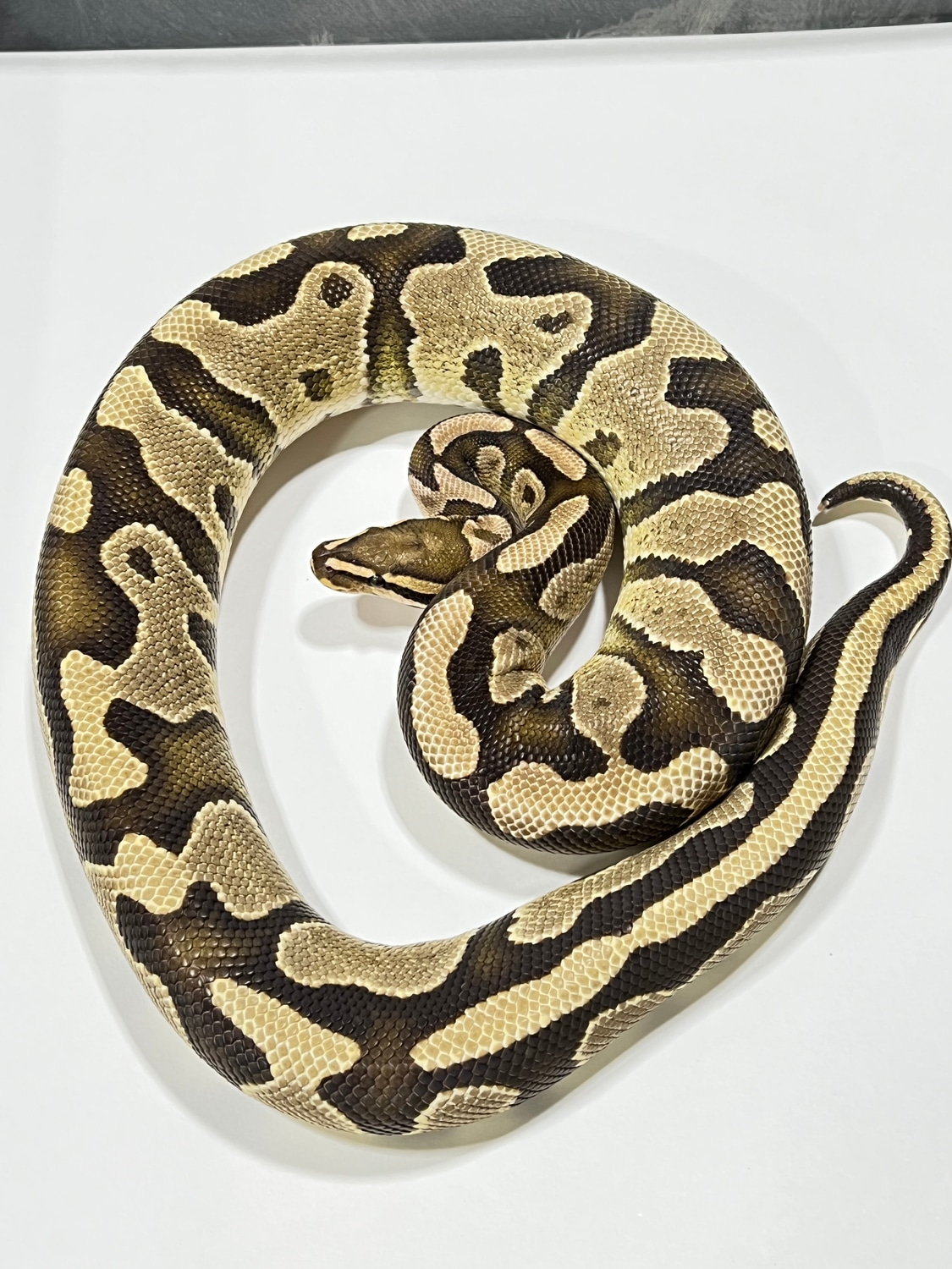 Fire Double Het Piebald Clown Ball Python by TSK, Inc. - MorphMarket